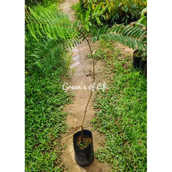 Pokok Petai Padi Senang Tumbuh (Kahwin)/ Petai Padi Easy To Grow ...