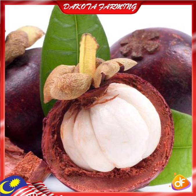 Anak Pokok Manggis Mesta Master Masta Import Dari Thailand Pokok Stabil | Shopee Malaysia