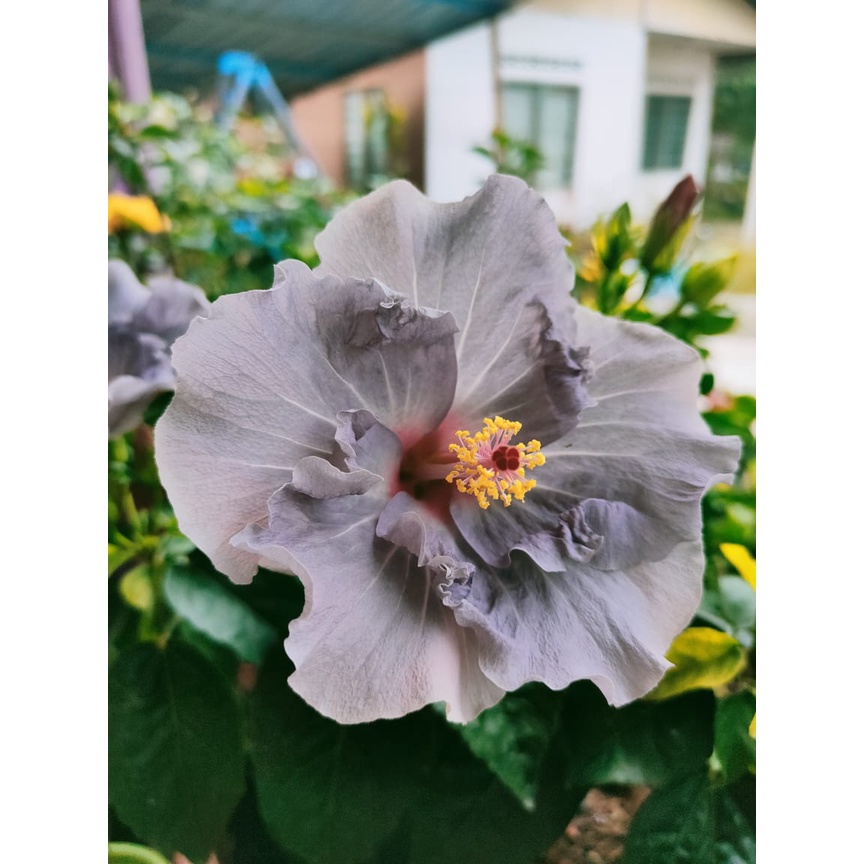 BUNGA RAYA PURPLE RARE HIBISCUS PURPLE | Shopee Malaysia
