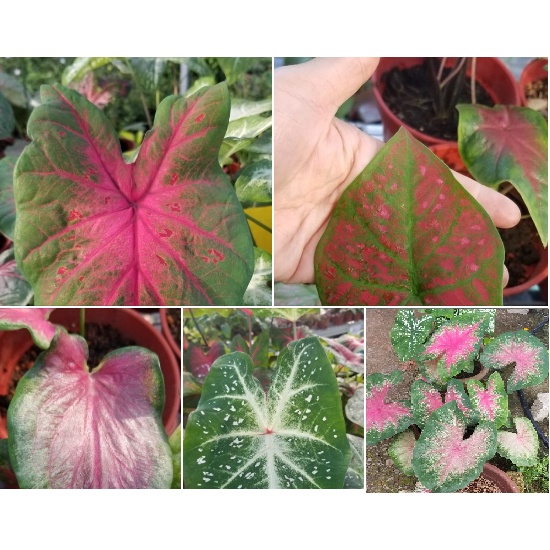 ANOR - Caladium Aaron /Blaze/tembikai/rosebud/black magic/miss muffet ...