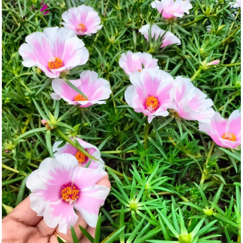 Keratan Pokok Bunga Ros Rose Jepun Rj 4 Jenis Warna Keratan Bunga Ros ...