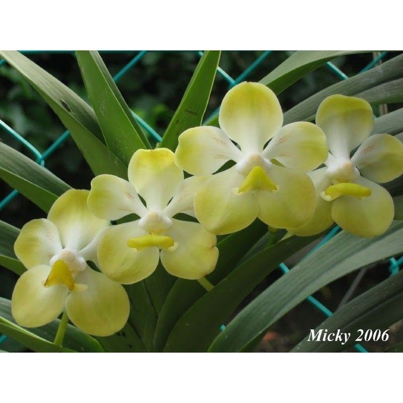 Species + Fragrant ] Vanda dearei Sarawak Orchid Plants - Seedlings ...