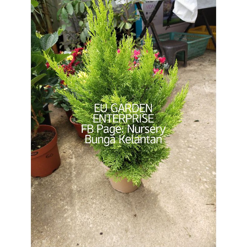 Pokok Rhu Krismas ( Pine ) / Golden Crest | Shopee Malaysia