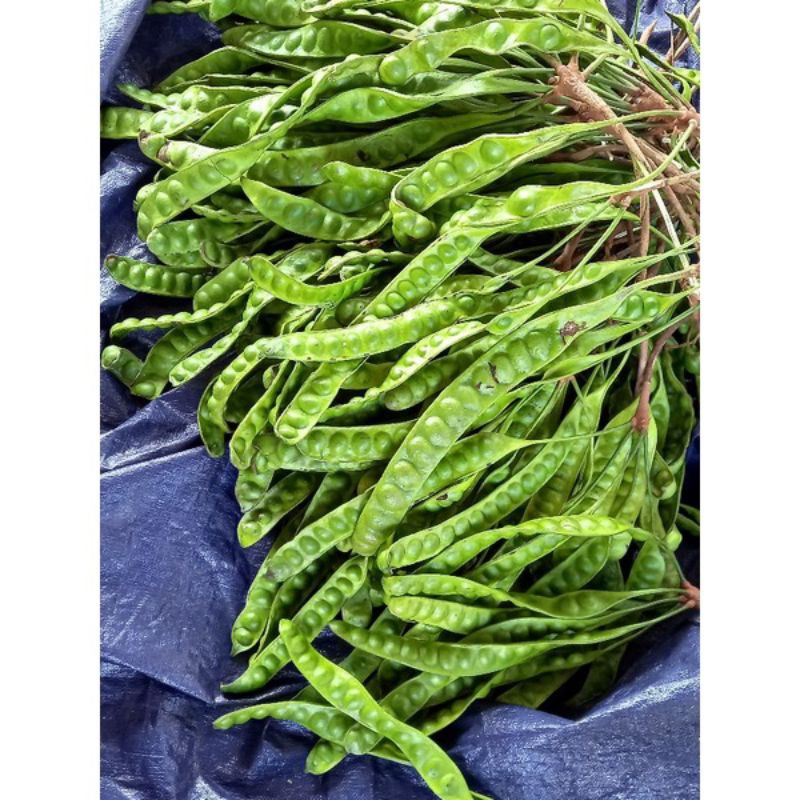 hot item!! Petai Fresh dari ladang 1 keping | Shopee Malaysia