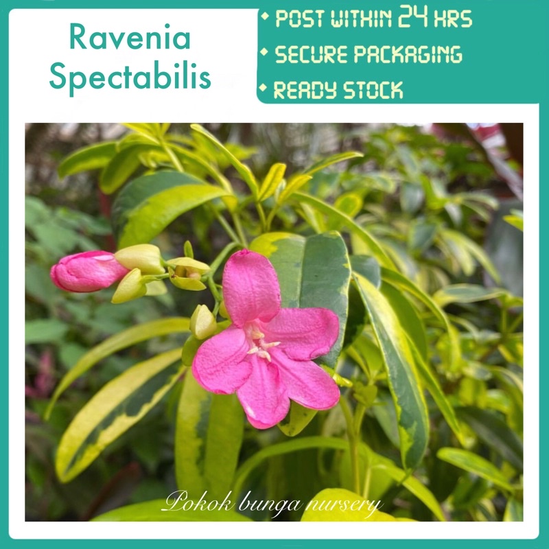 PBN - ravenia spectabilis variegated - pokok bunga nursery pink flower ...