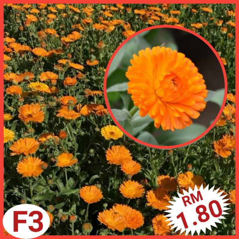 F3 Biji Benih Bunga Calendula (50+/-) - Calendula Flower Seeds - 金盏菊 ...