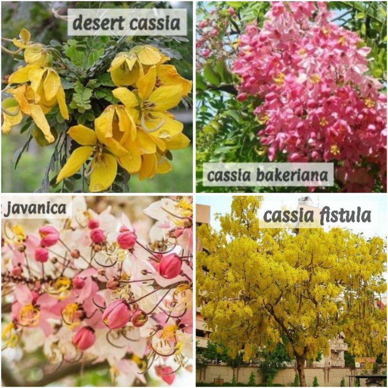 Pokok Dessert Desert Cassia Bakeriana Javanica Senna Polyphylla siam ...