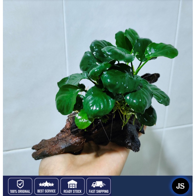 🔥Buy 3 Free 1🔥Anubias, Windelov & Java Fern Aquatic Live Plant (Anubias Nana/Pokok hiasan ...