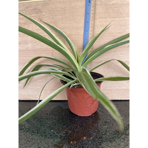 Pokok spider murah pokok gantung cantik | Shopee Malaysia