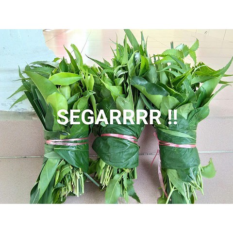 DAUN SEROM SEGAR / HARI NI PETIK HARI NI POS / MANDIAN HERBA BERPANTANG ...