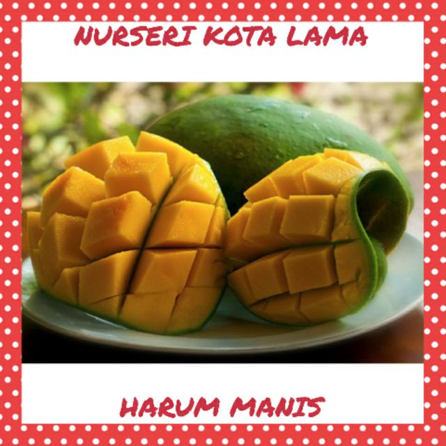 🔥HYBRID🔥 POKOK MANGGA HARUM MANIS / Harumanis Mango Tree / Sweet ...