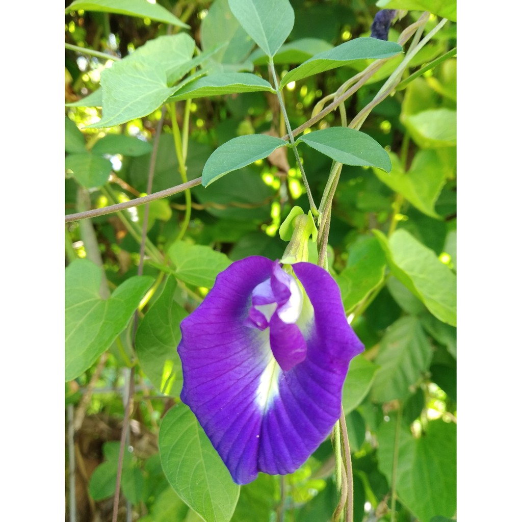 Bunga telang biru: biji benih bunga telang biru kelopak berlapis ( blue ...