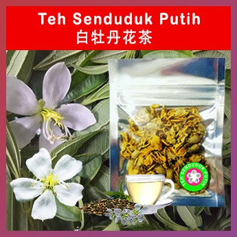 Teh Senduduk Putih | Melastoma Candidum (White Malabar Melastome) Tea ...