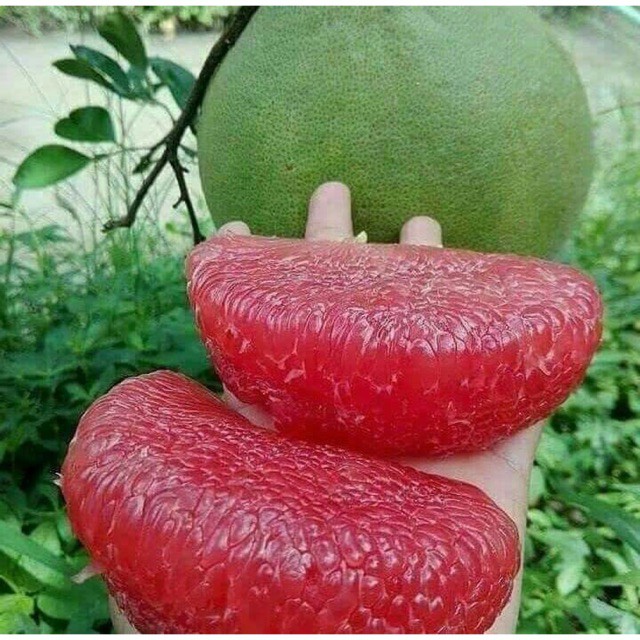 Anak Pokok Limau Bali Isi Merah Hybrid | Shopee Malaysia