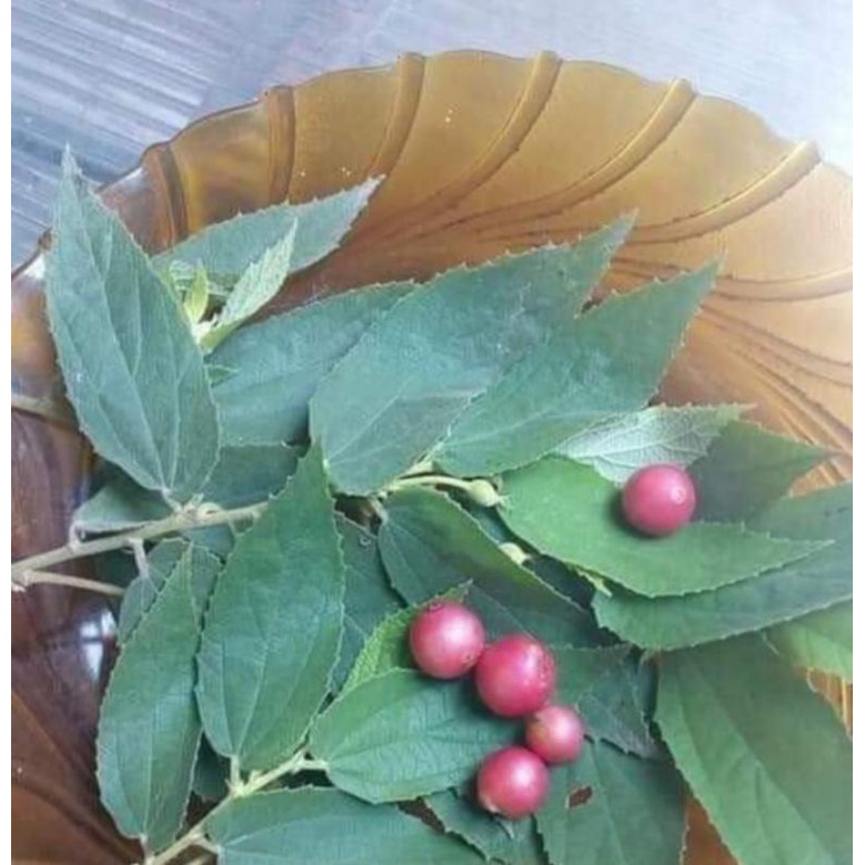 ANAK POKOK CERI HUTAN/POKOK KERSON/JAMAICA CHERRY ATAU POKOK MUNTINGIA ...