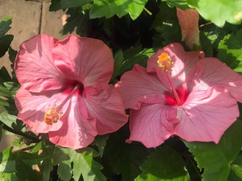 Anak Pokok Bunga Raya Pink Yoko Hibiscus | Shopee Malaysia