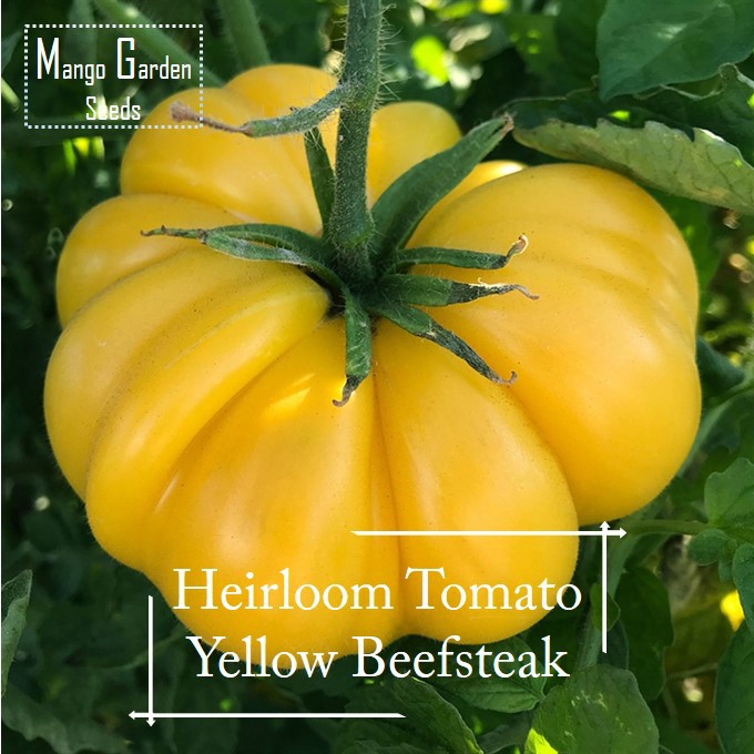 *Rare* Heirloom Tomato Yellow Beefsteak Seeds - 10 seed *Pot Friendly ...