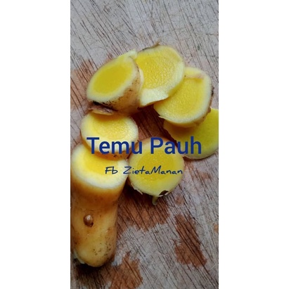 ANAK POKOK TEMU PAUH | Shopee Malaysia