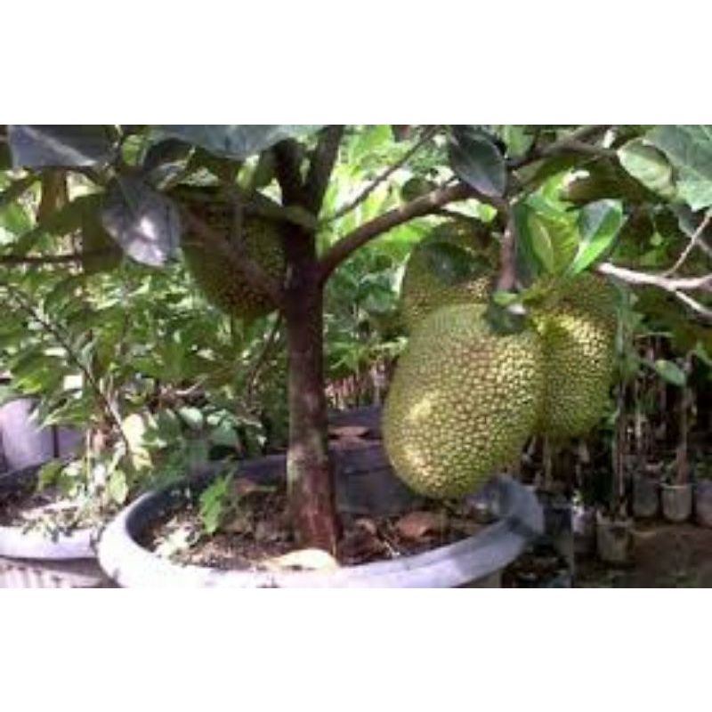 Pokok Cempedak King / Cempedak Madu / Cempedak Durian / Nangka Madu ...