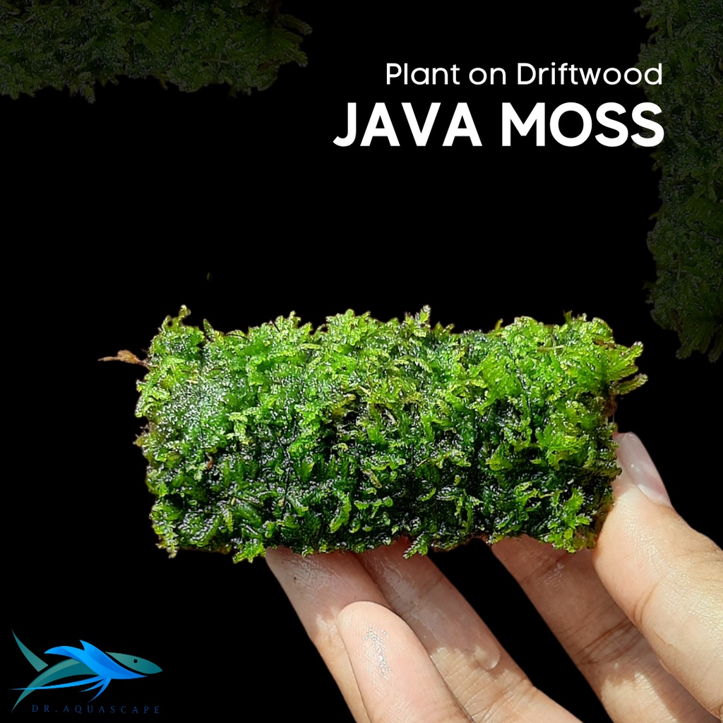 [Aquatic Plant] Java Moss | Aquarium Plant | Aquascape | Plant on ...