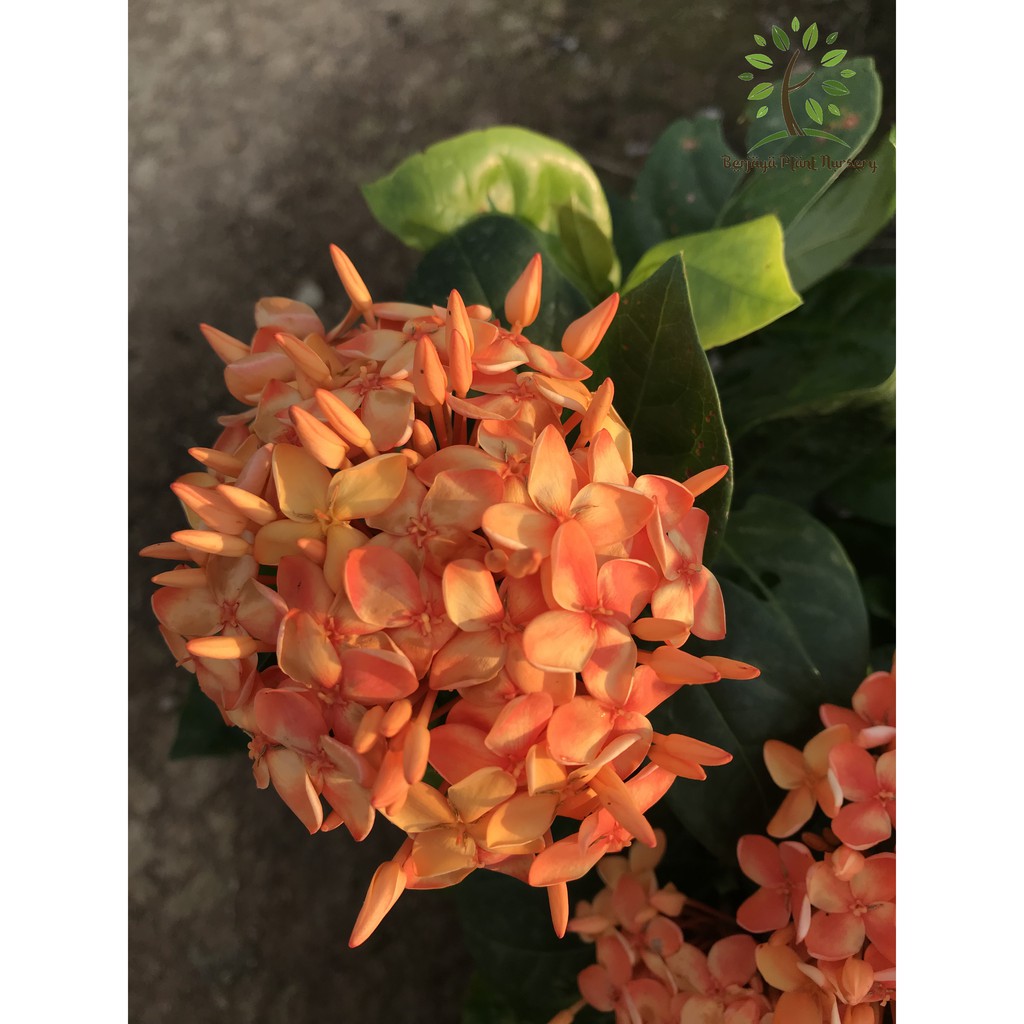 Berjaya Plant Nursery - Bunga Ixora Sunkist/Jenjarum(Pokok Bunga Hidup ...
