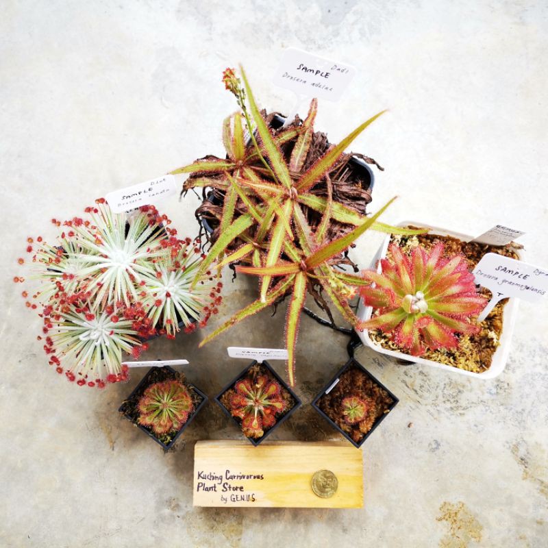 Sundew 毛氈苔 ( Drosera Adelae Capillaris Tokai Graomogolensis Burmannii ...