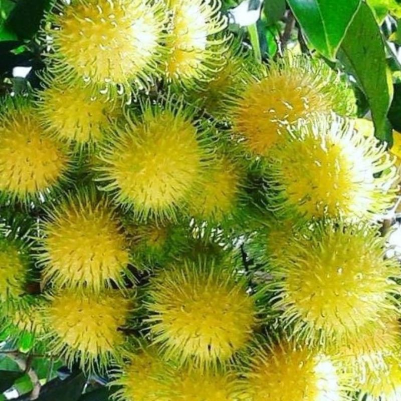 Anak pokok 🌱Rambutan GADING KUNING 😍FREE 1kg tanah hitam organik😍 ...