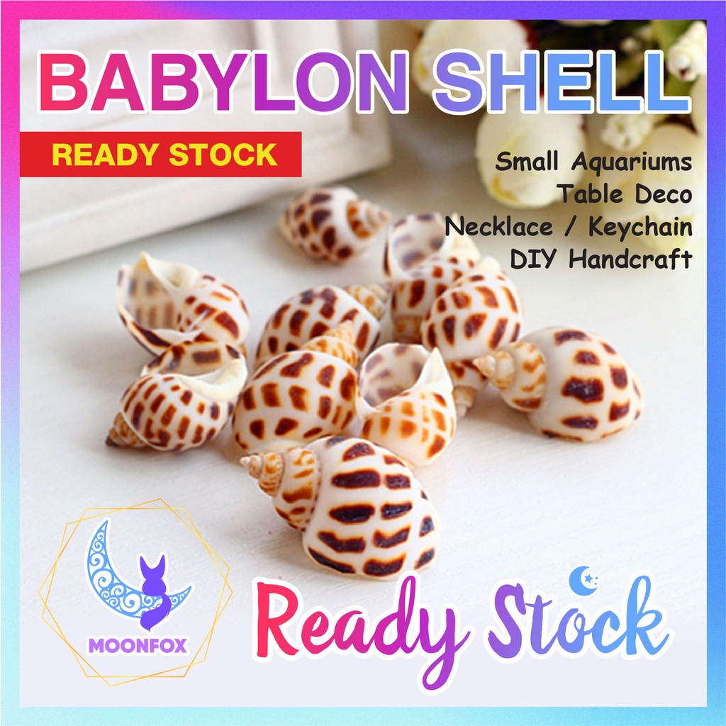 20pcs 2-4cm Natural Babylonia Babylon Shell conch Aquarium Seashell ...