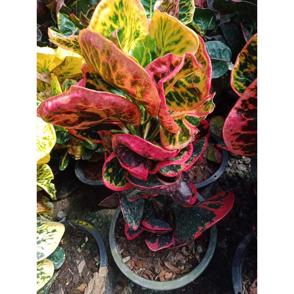 [ReadyStock] Anak Pokok Bunga Puding Siam, Tanaman Hiasan Laman ...