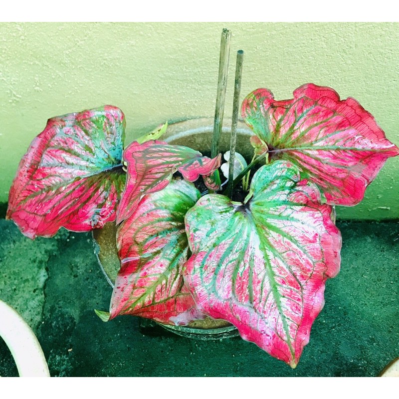CALADIUM INFINITY REAL PLANT 4 helai daun 🌱 | Shopee Malaysia