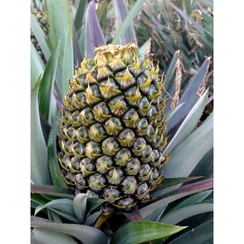 NANAS(PINEAPPLE) MORRIS 🍍 | Shopee Malaysia