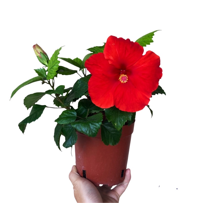 Bunga Raya Hybrid / Hibiscus Hybrid | Shopee Malaysia