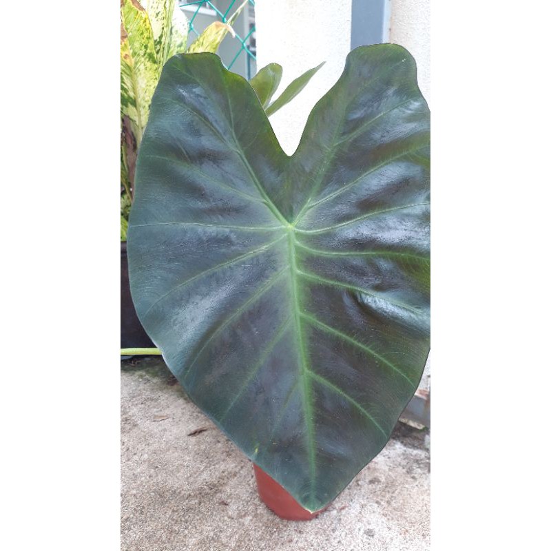 Colocasia aloha live plant | Shopee Malaysia