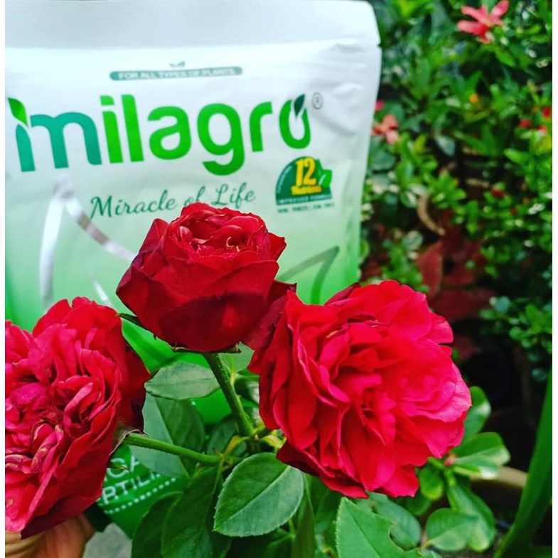 BAJA MILAGRO ORGANIC 💯 BAJA POKOK, BAJA BUNGA, BAJA BUAH, BAJA TANAMAN ...