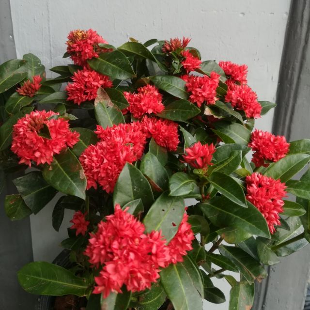 Pokok bunga exora thai, decorative flower plant | Shopee Malaysia