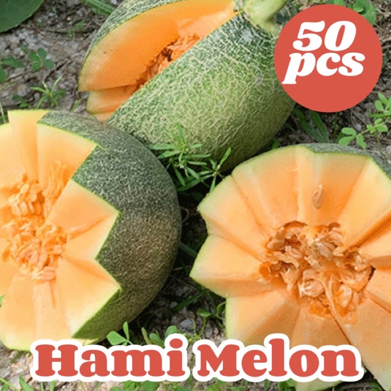 Hami Melon Seed 50 pcs Biji Binih 爆甜网纹哈密瓜种子 | Shopee Malaysia