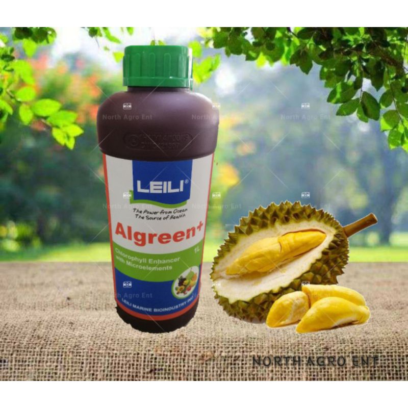 Leili Algreen+ 1L foliar fertilizer seaweed durians cilis (chlorophyll ...