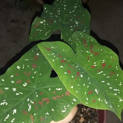 SOM - Live Plant Various Type Caladium Alocasia Syngonium 芋叶 | Shopee ...