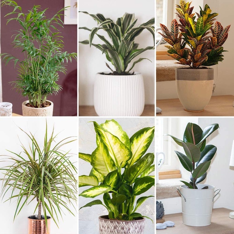 RM 6 POKOK HIDUP ( 50 Variasi ) pelbagai jenis pokok HERBA / BUNGA ...