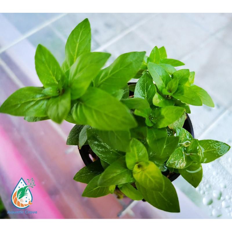 Staurogyne Repens/ S. Repens Submerged Aquarium Plants. | Shopee Malaysia