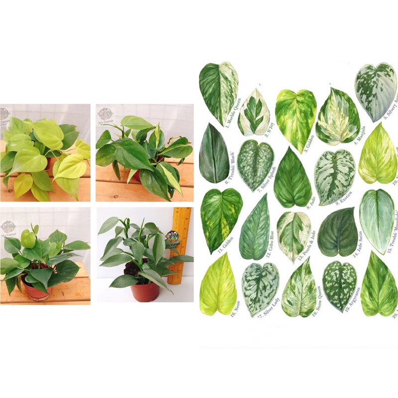 READY STOCK🌿Money Plant🌿 Scindapsus Pictus 🌿 philodendron brasil 🌿Ready ...