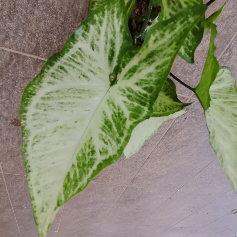 Pokok Keladi Rama Rama Putih/ Caladium White Butterfly / 白蝴蝶合果芋 ...