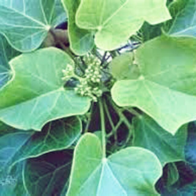 Benih Pokok Jarak PagarJarak Besar (Ricinus communis) | Shopee Malaysia