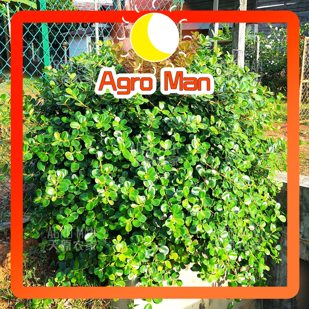 【ORIGINAL】Pokok Duit Syiling / Ficus Microcarpa Bonsai 正宗榕树/金钱树 ...