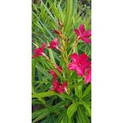 MKT - Anak Pokok Oleander Merah / Nerium Oleander Red Plant / 欧洲夹竹桃 ...