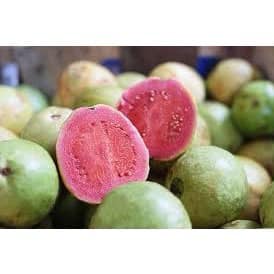 BG-Anak Pokok Jambu Batu Merah Pink Guava Seedless | Shopee Malaysia