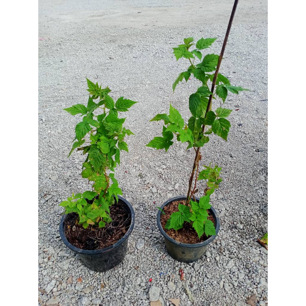 Anak Pokok Raspberry Meriah berbuah dalam pasu / Tabulampot | Shopee ...