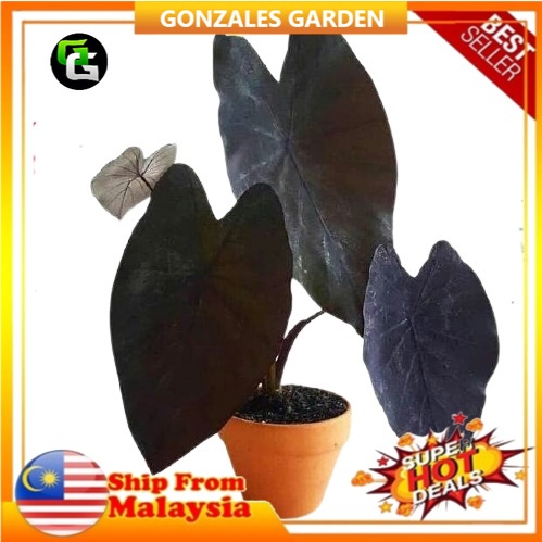 Anak Pokok Keladi Daun Hitam Caladium Black Magic Pokok Keladi Hiasan ...