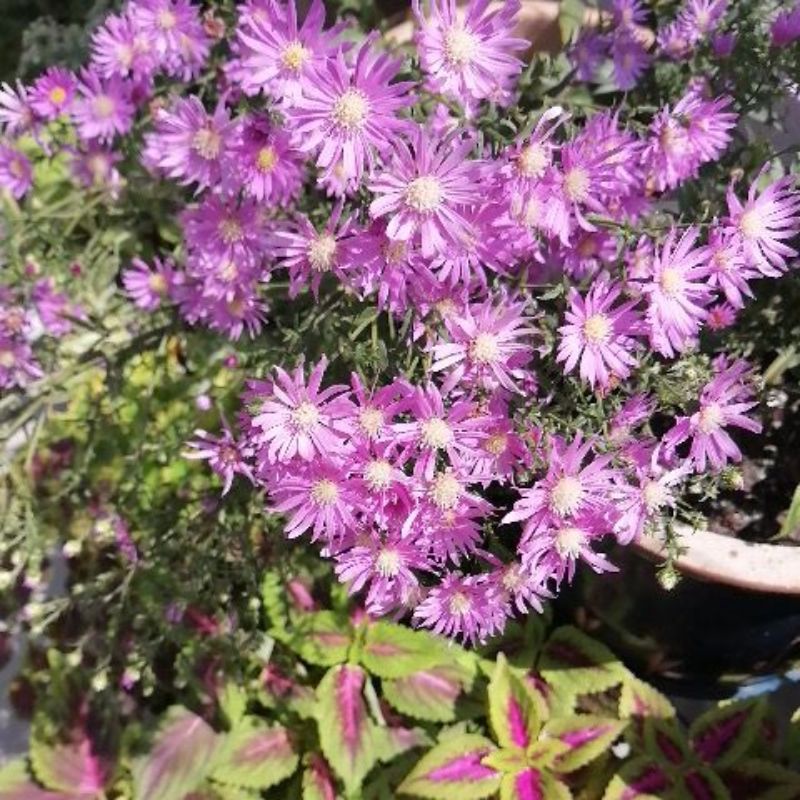 Perennial Pink Daisy / Mini Pink Daisy (孔雀花/多年生植物) | Shopee Malaysia