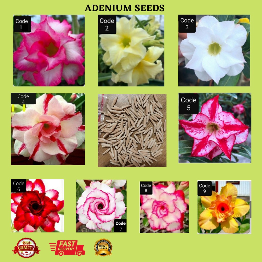 [Bunga Hidup]Hot item🔥 Adenium Obesum Biji Bunga Langka Thailand, Bunga ...
